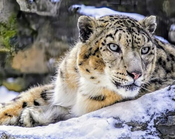 Research highlights snow leopards' unique evolution - KoolSci
