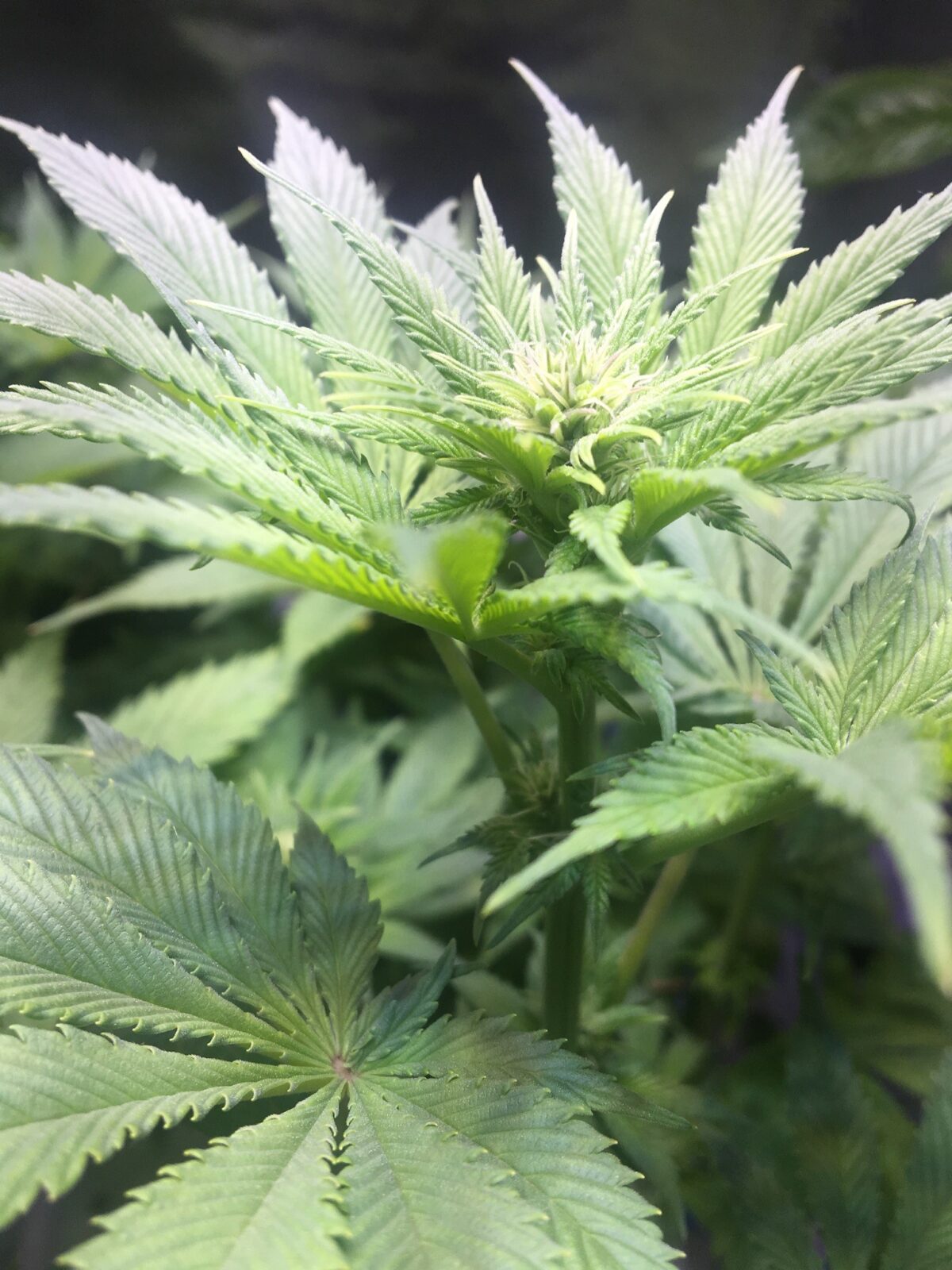 Marijuana use in adolescence may pose risks - KoolSci